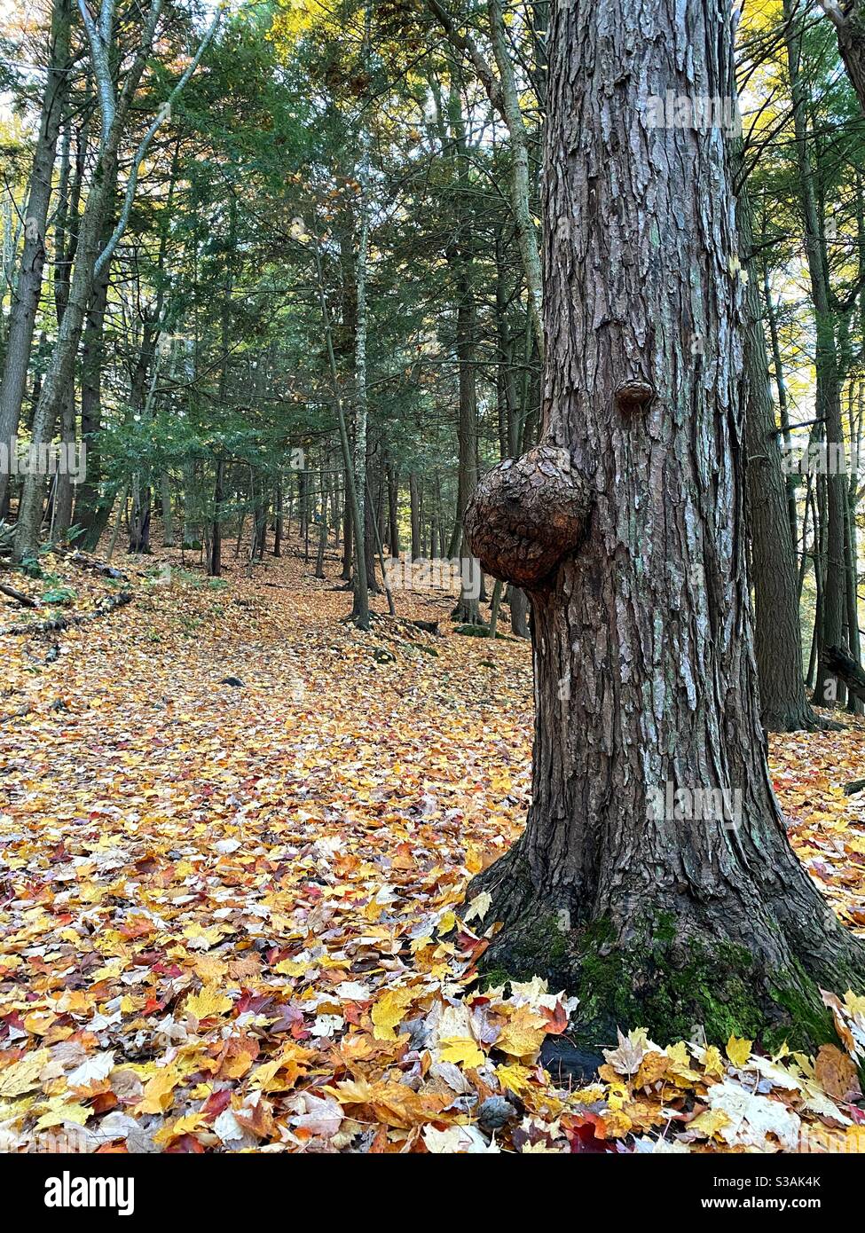 Tree character hi-res stock photography and images - Alamy