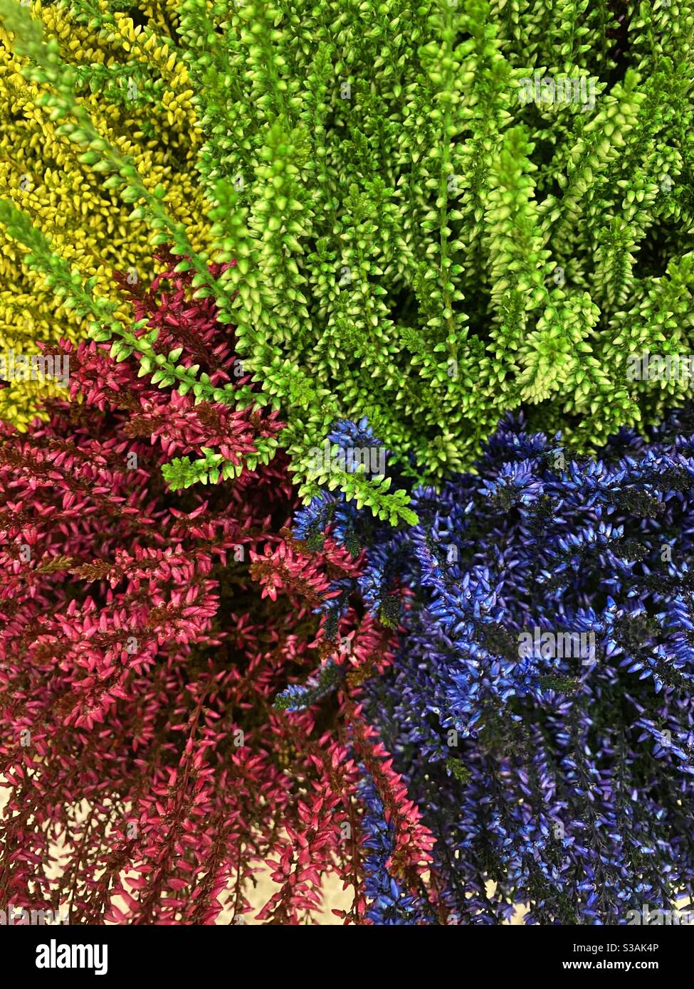 Heather colours hi-res stock photography and images - Alamy