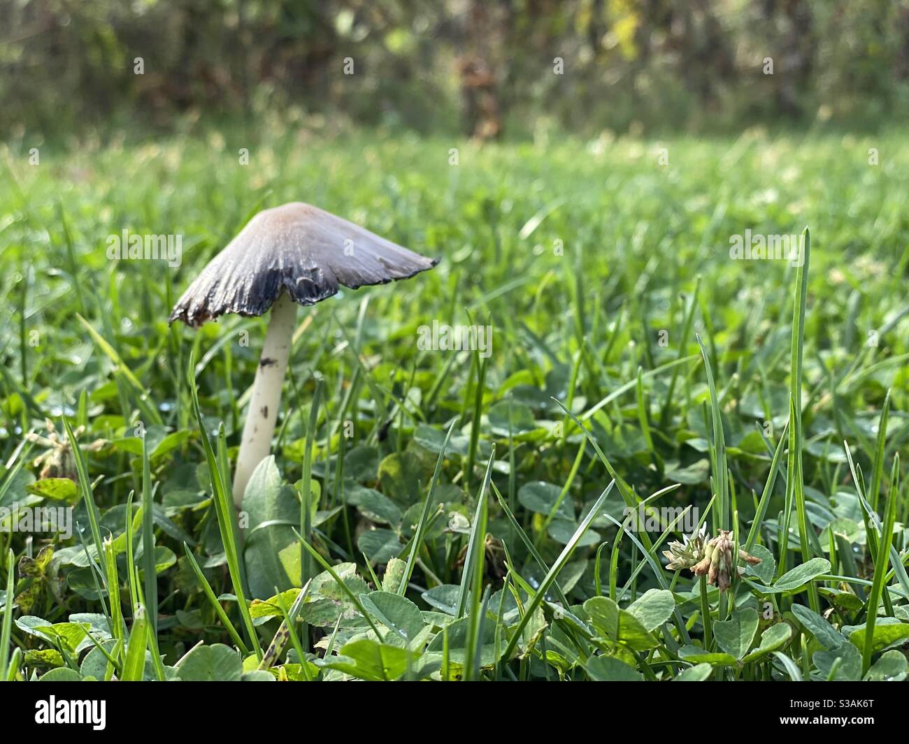 Incubus Fungus Amongus Hd