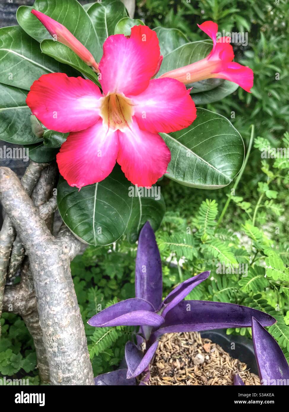 Red and purple flower hi-res stock photography and images - Alamy