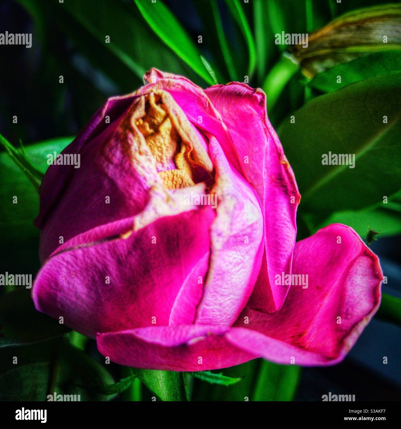 Decaying flower hi-res stock photography and images - Alamy