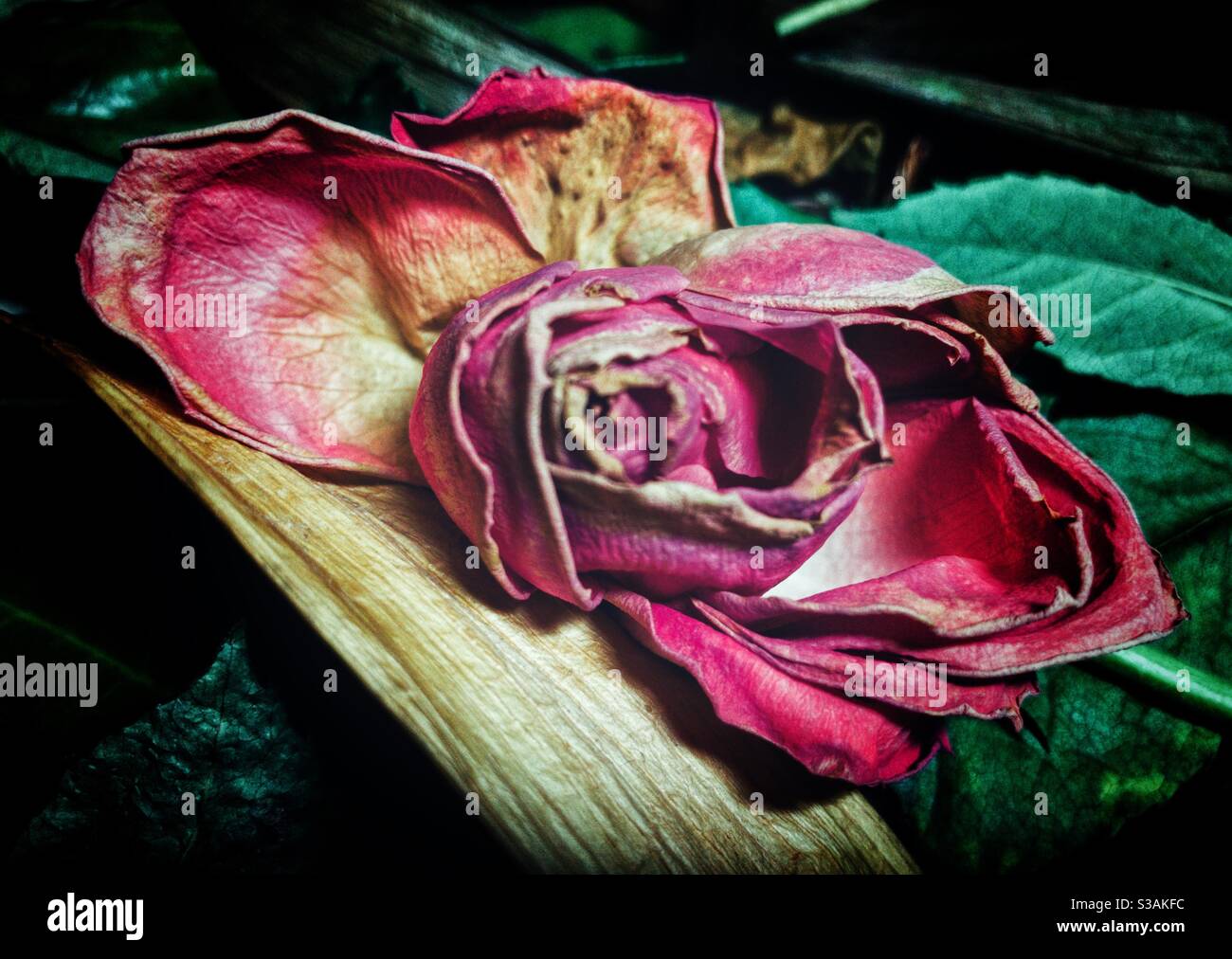 Decayed Rose High Resolution Stock Photography and Images - Alamy