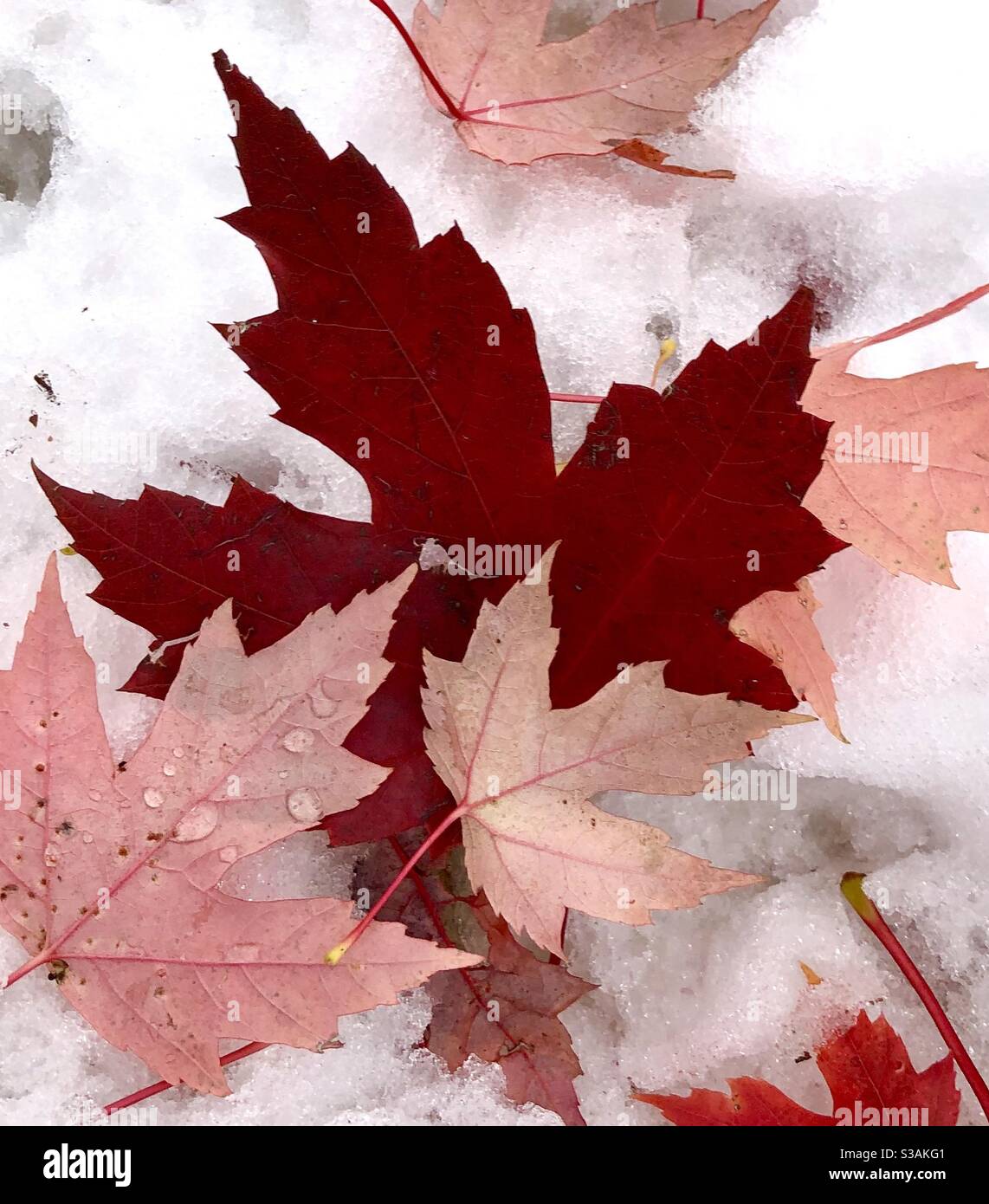 Red color of leaves hi-res stock photography and images - Alamy