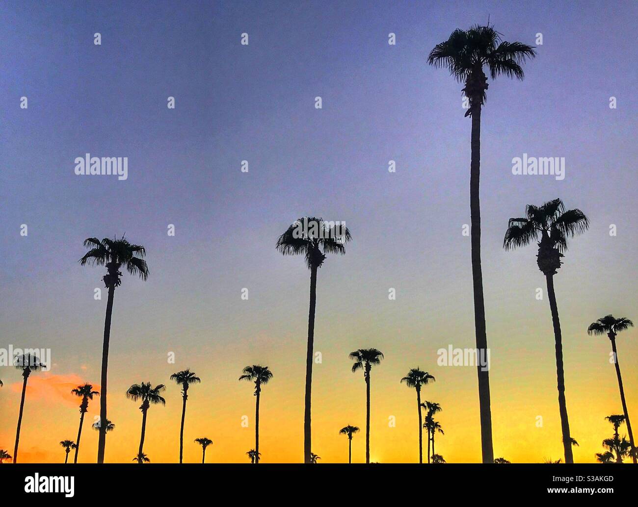 Purple sunset palm trees hi-res stock photography and images - Alamy