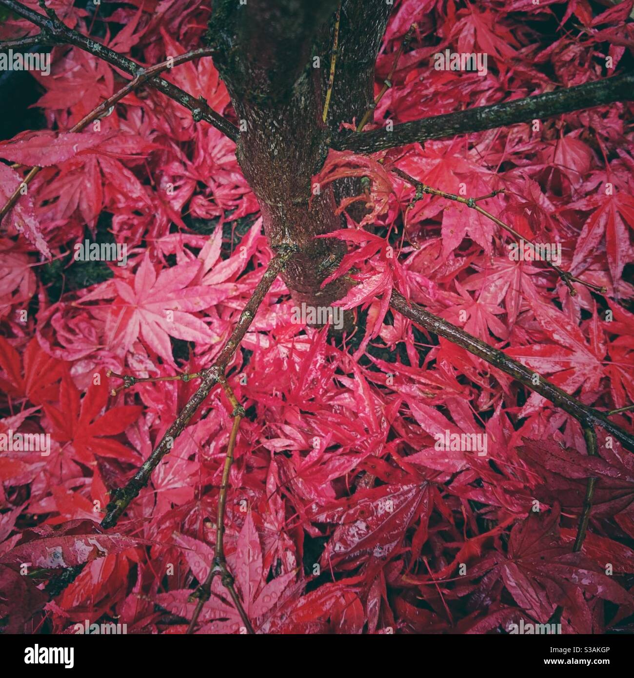 Pink japanese maple hi-res stock photography and images - Alamy