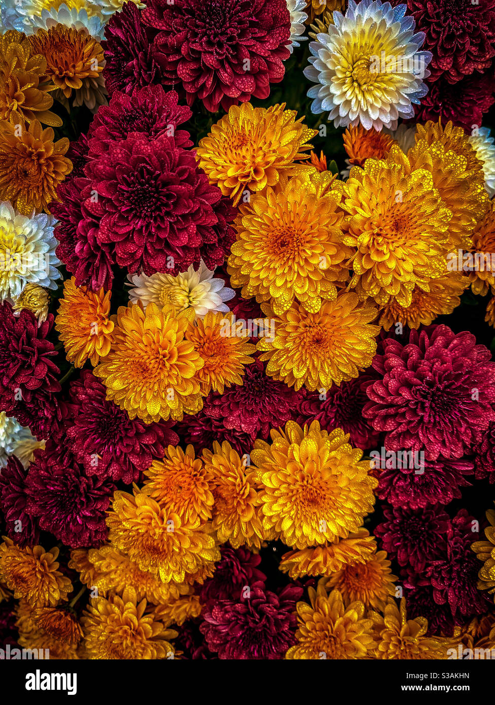 White mums hi-res stock photography and images - Alamy