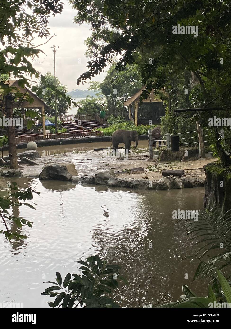 Elephant singapore zoo singapore elephant hi-res stock photography and ...