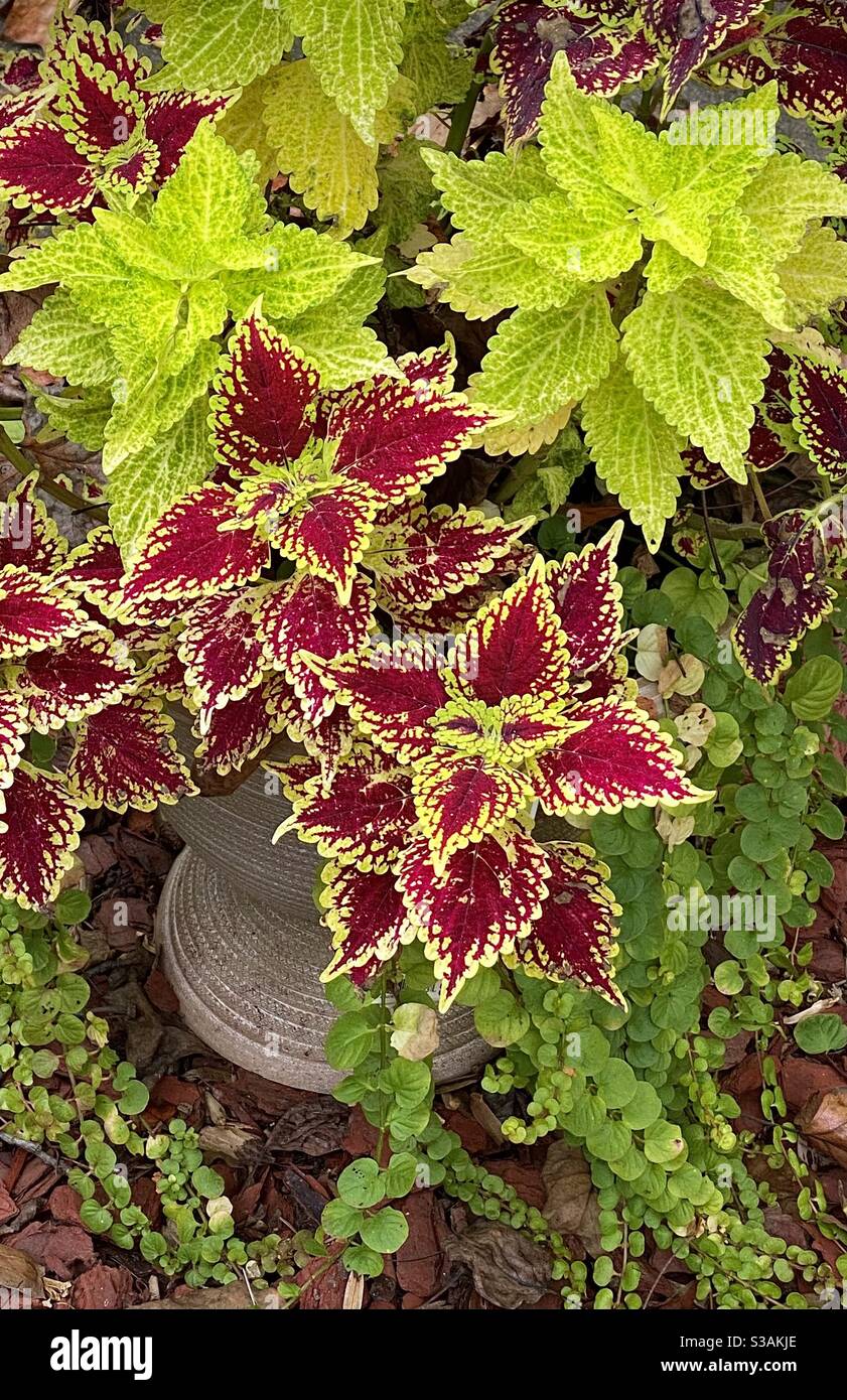 Coleus plant hi-res stock photography and images - Alamy