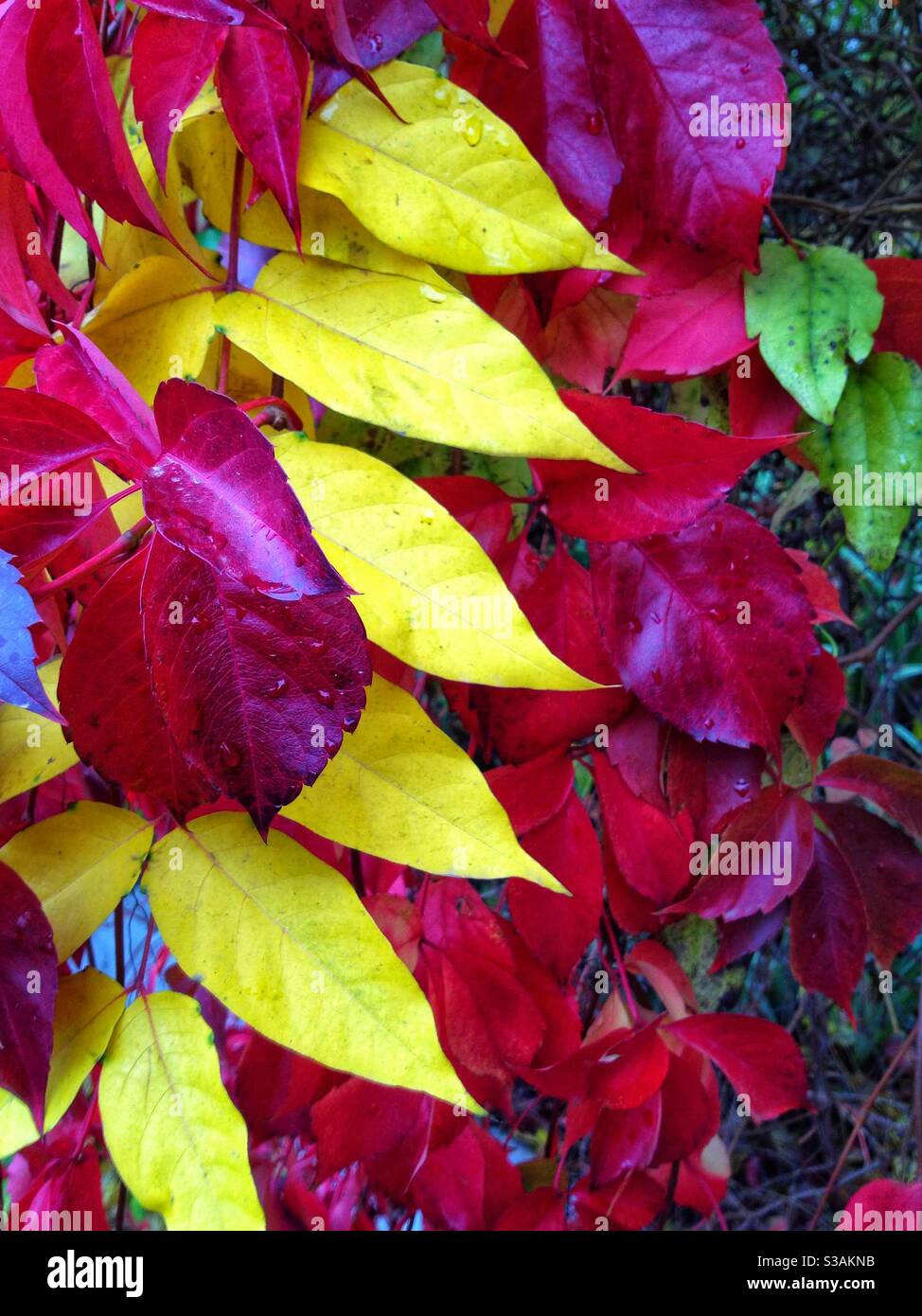 Vegetation leaf hi-res stock photography and images - Alamy