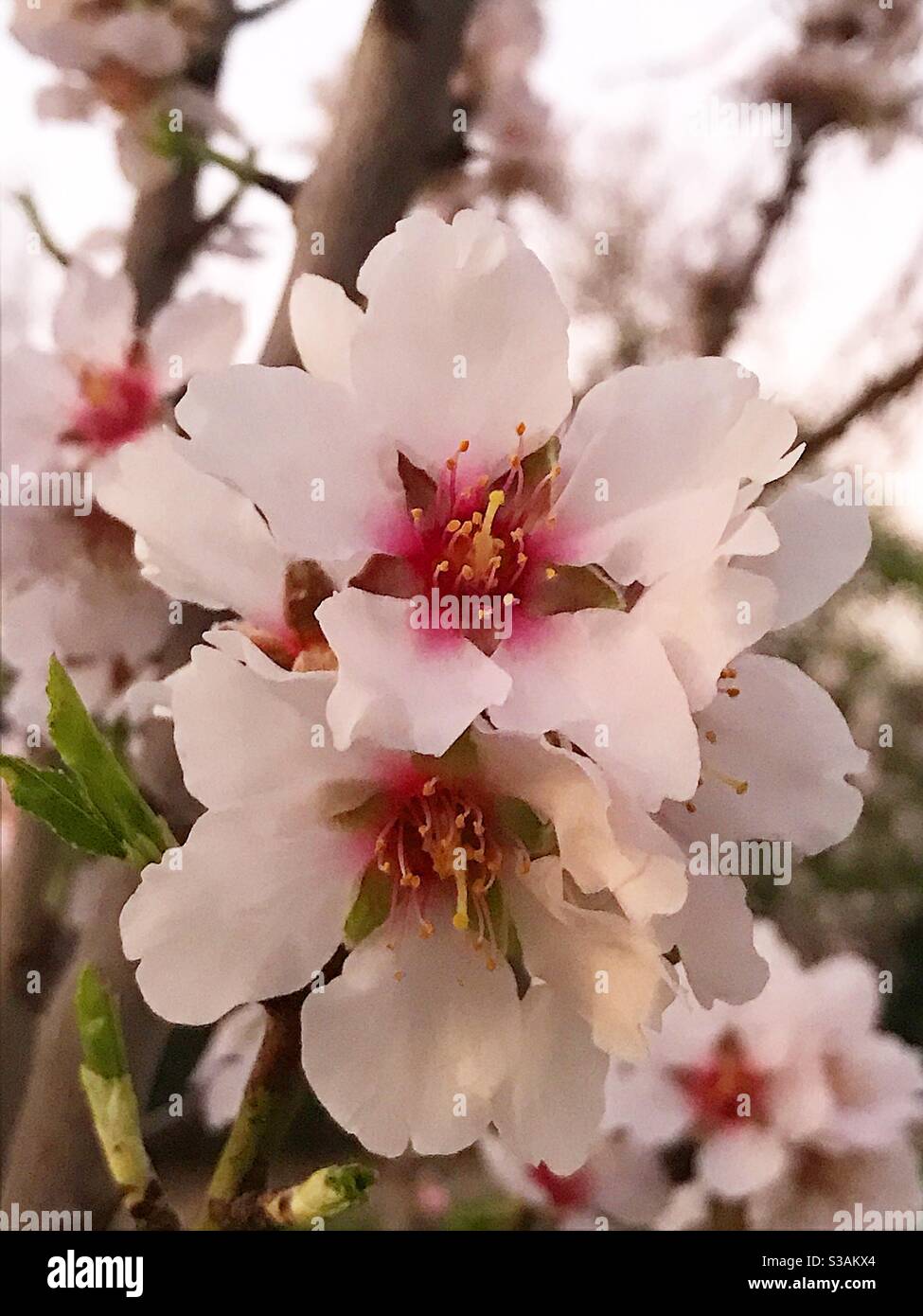 Almond tree flowers Stock Photo - Alamy