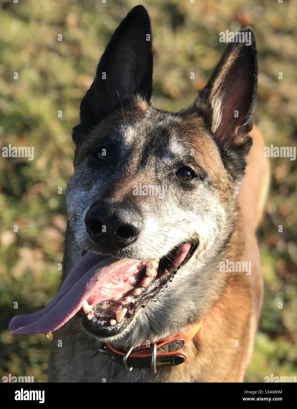Malinois Ears High Resolution Stock Photography and Images - Alamy