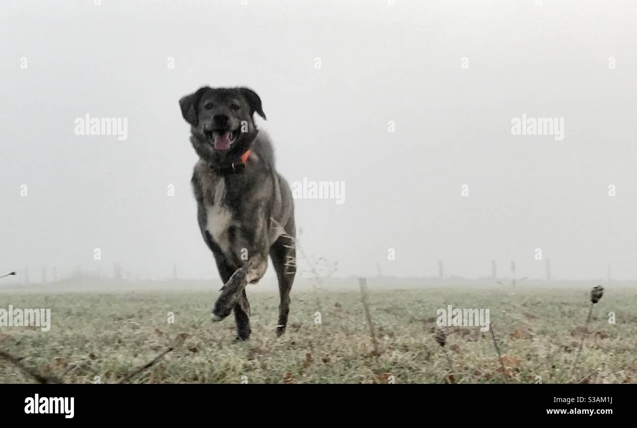 Dog in beautiful landscape hi-res stock photography and images - Alamy