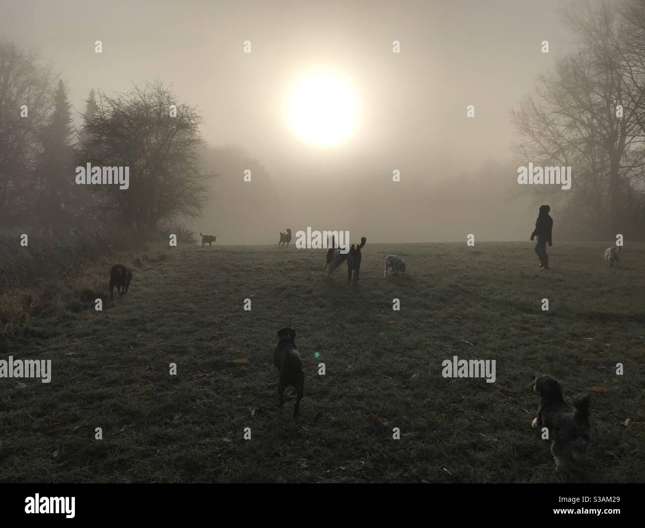 Dogs autumn hi-res stock photography and images - Alamy