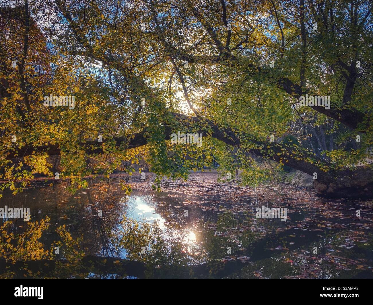 Tree over hanging hi-res stock photography and images - Alamy