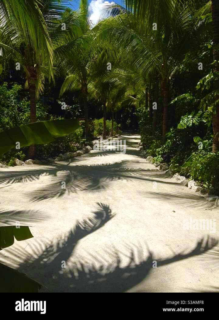 Palm path in Florida Stock Photo - Alamy