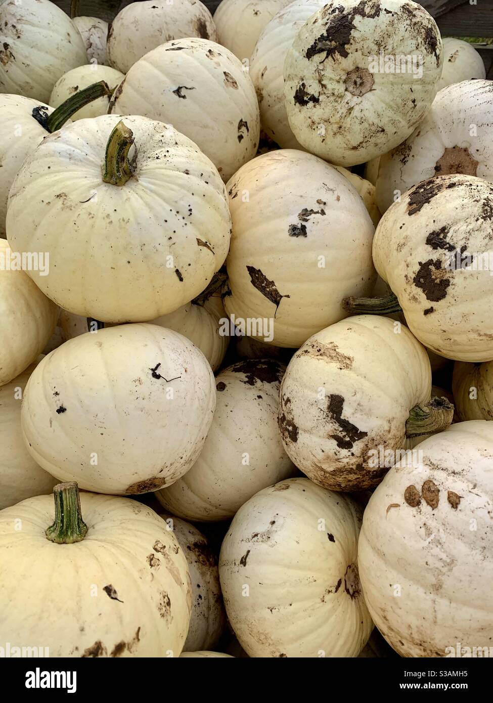 Ghost pumpkins hi-res stock photography and images - Alamy