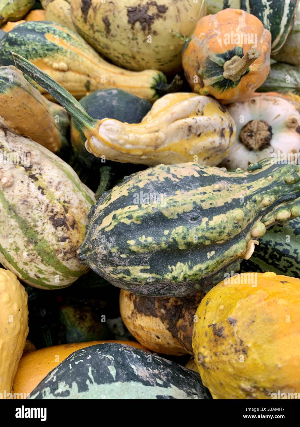 Gourds and squashes hi-res stock photography and images - Alamy