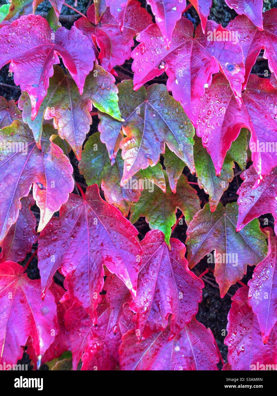 Virginia creeper closeup hi-res stock photography and images - Alamy