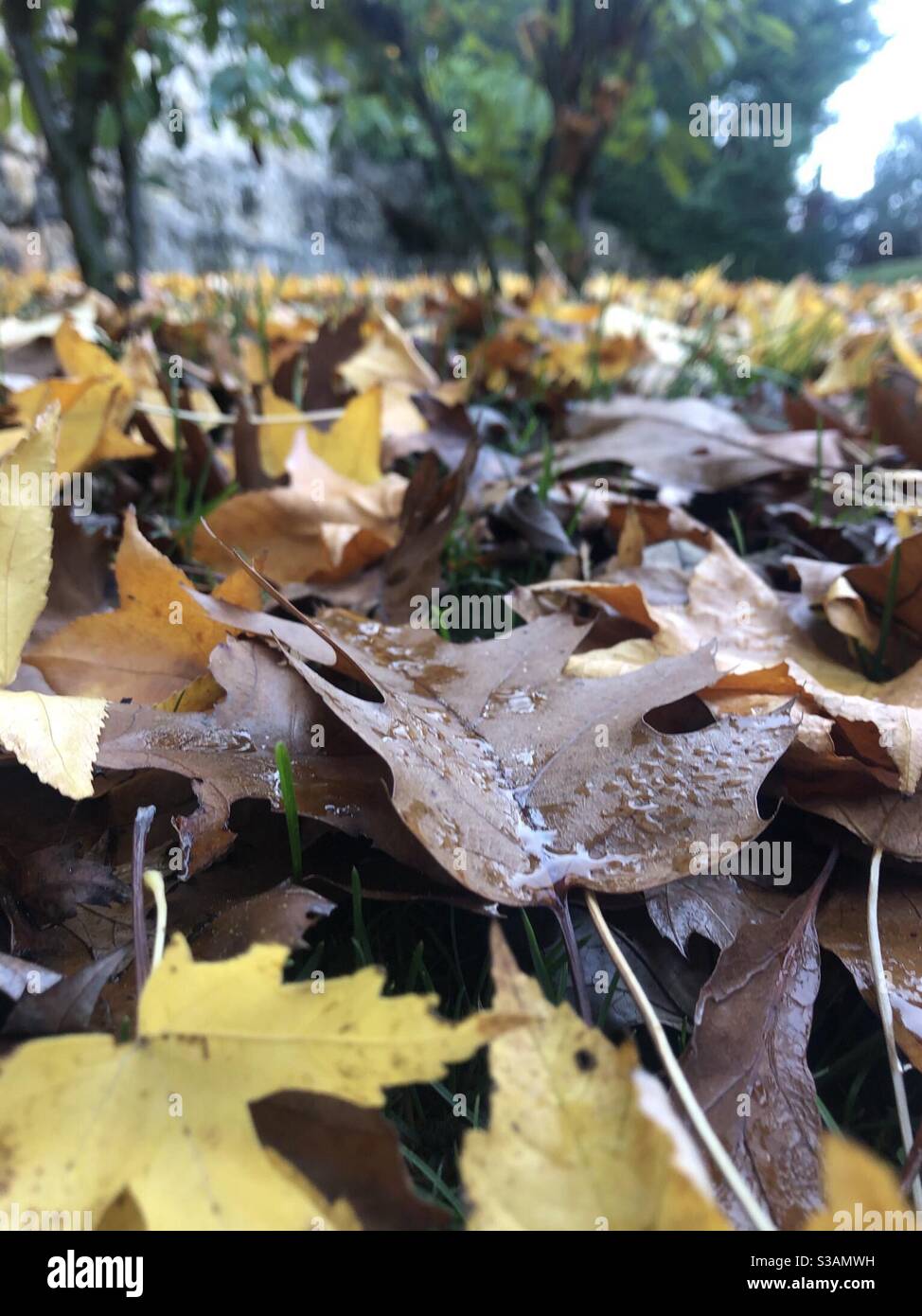 Foglie d'autunno hi-res stock photography and images - Alamy