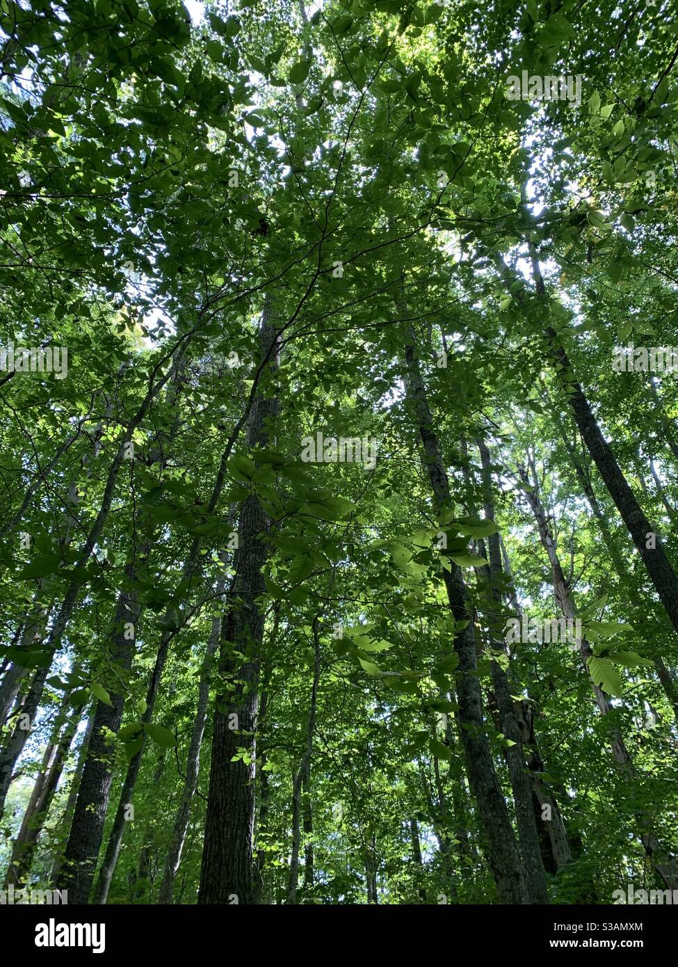 What is tree and sky hi-res stock photography and images - Alamy