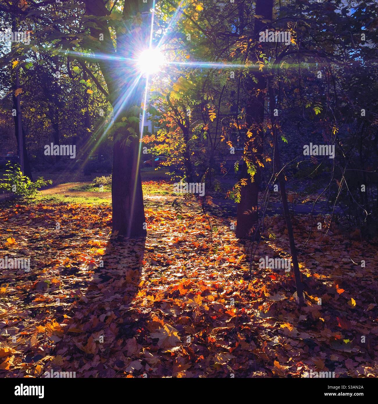 Sun shining on leaves hi-res stock photography and images - Alamy