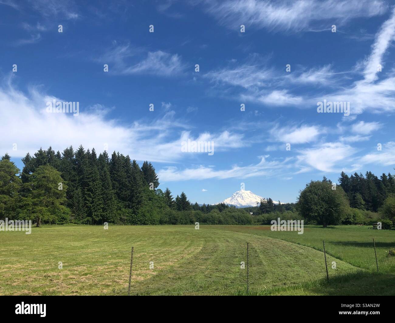 Beautiful evergreen trees hi-res stock photography and images - Alamy