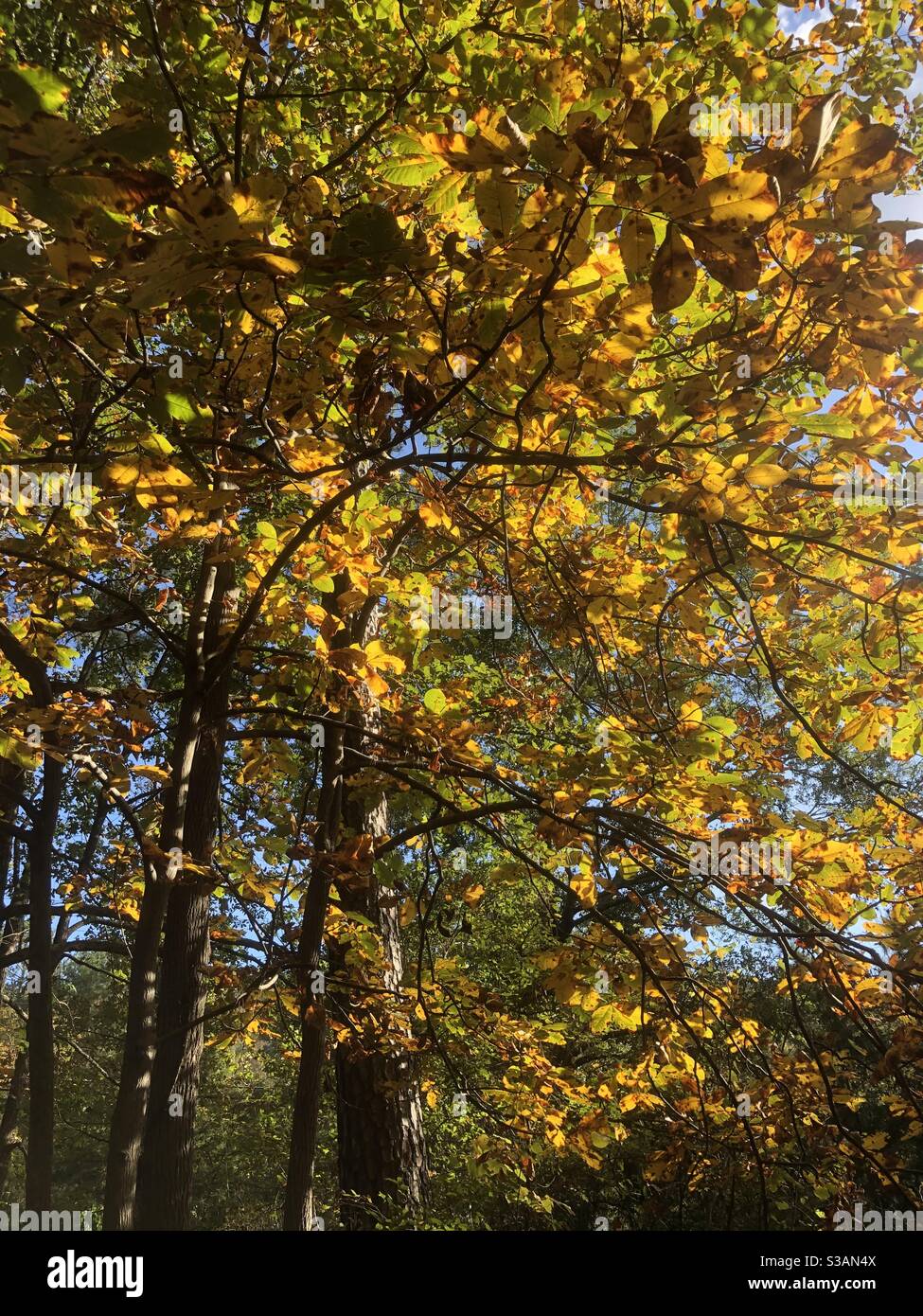 Hickory tree hi-res stock photography and images - Alamy