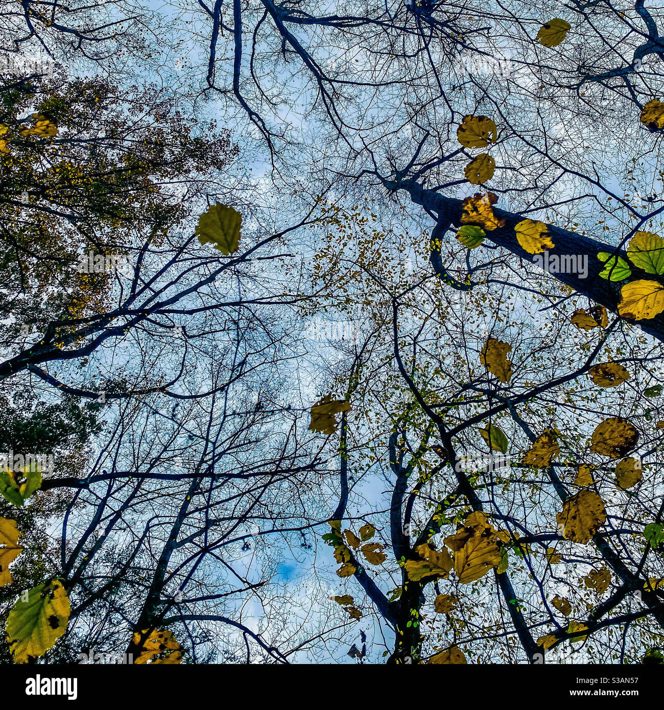 Trees Lancaster PA Stock Photo - Alamy