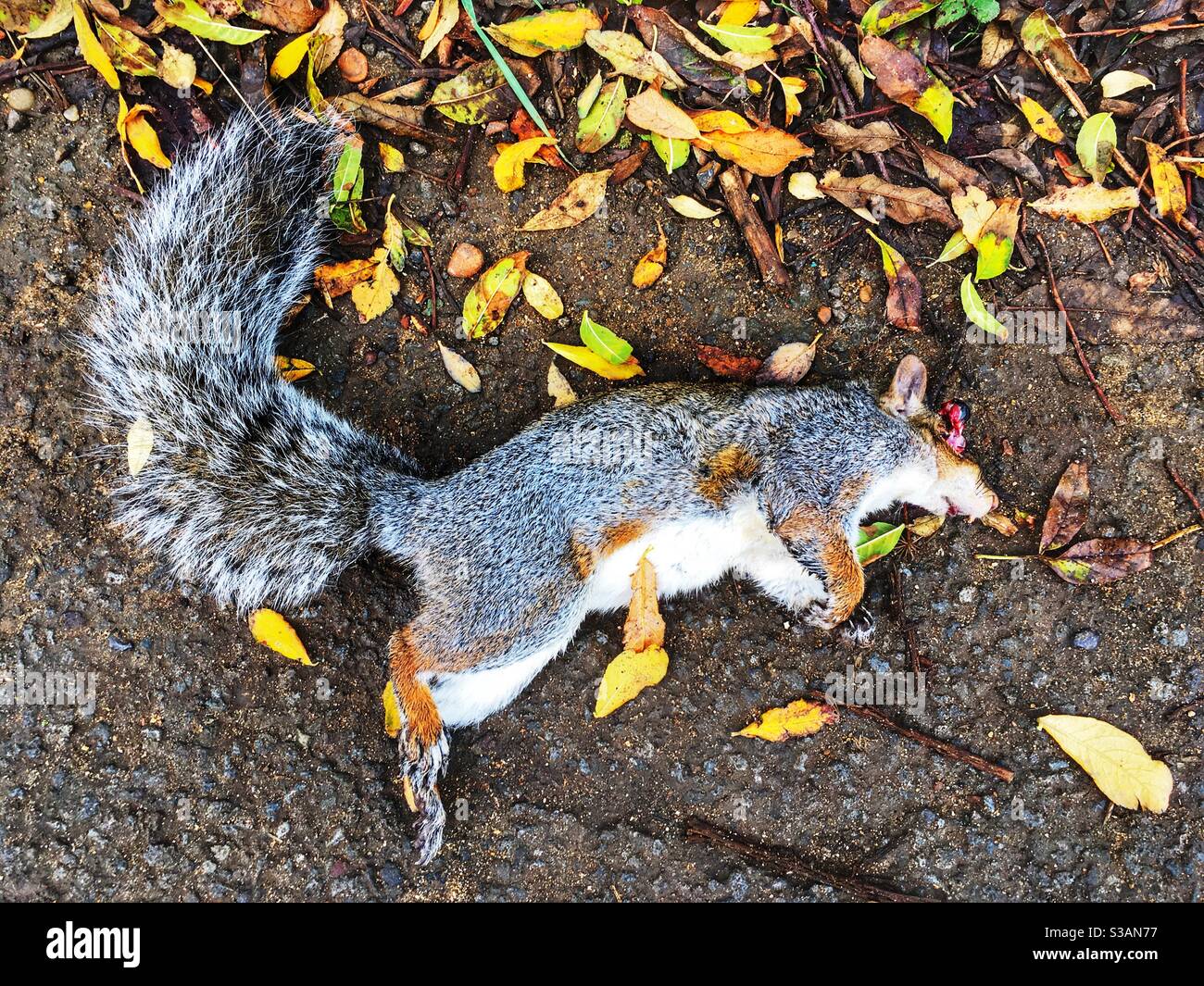 Dead Animal Squirrel Roadkill High Resolution Stock Photography and ...