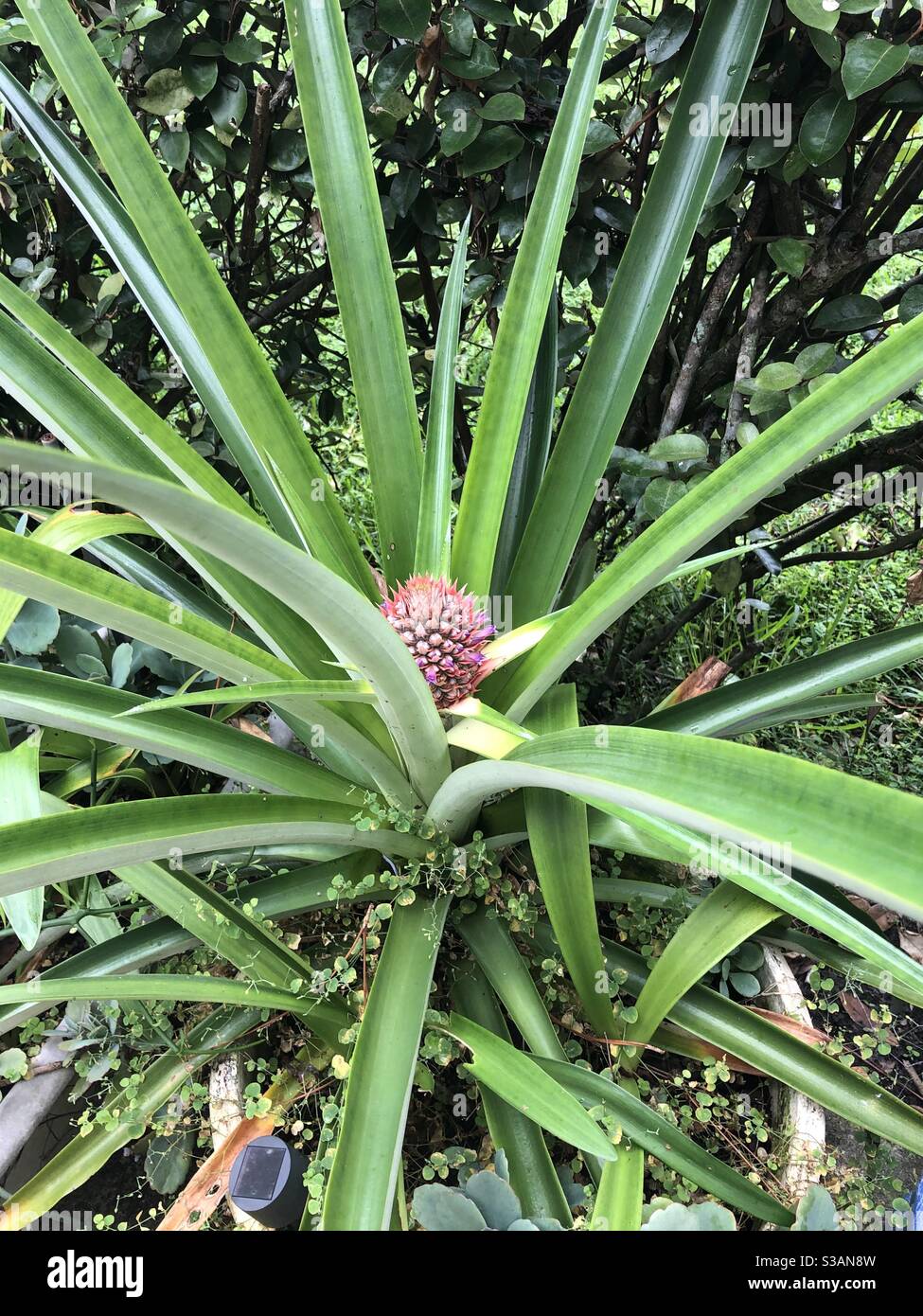 New homegrown pineapple hi-res stock photography and images - Alamy