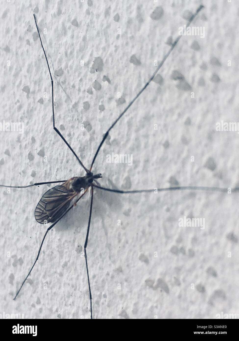 Crane fly wall hi-res stock photography and images - Alamy