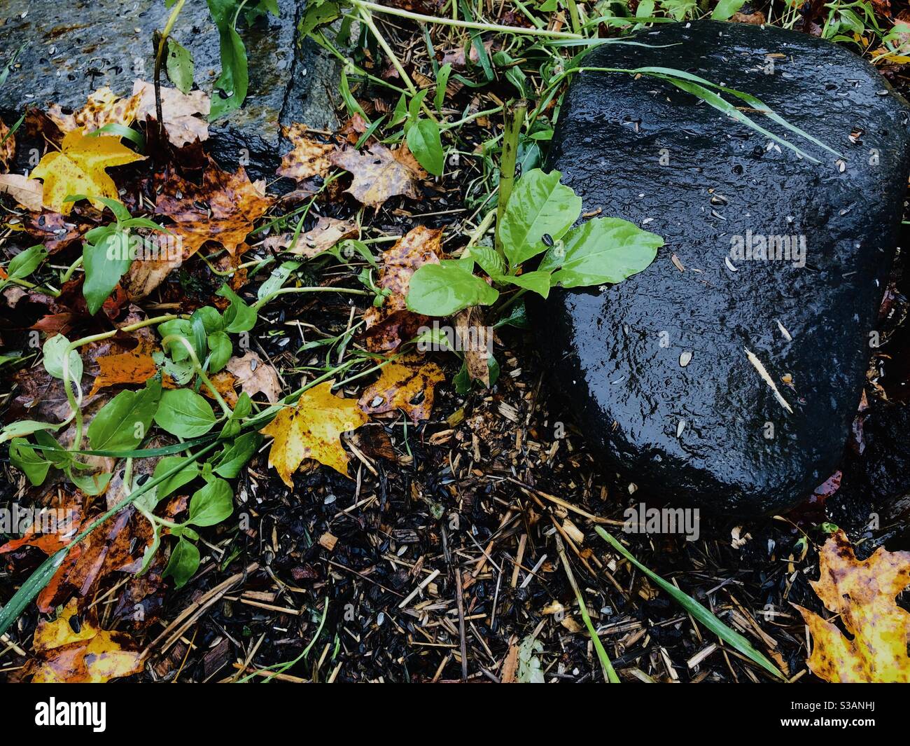 Plants for wet soil hi-res stock photography and images - Alamy