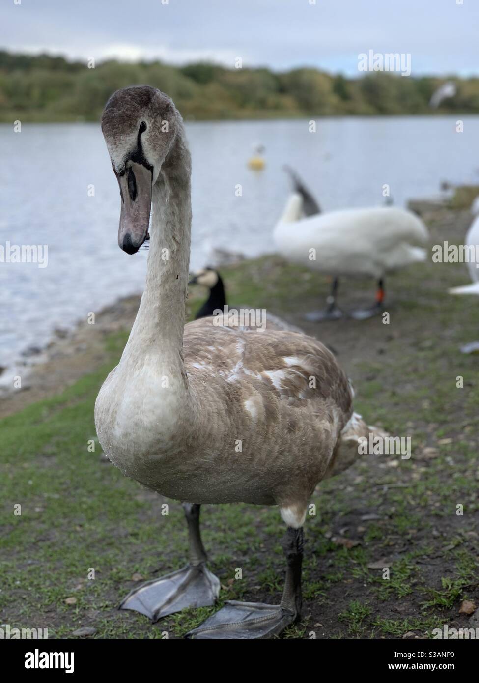 Cygnet swan, at Whitlingham Lake, UK Stock Photo - Alamy