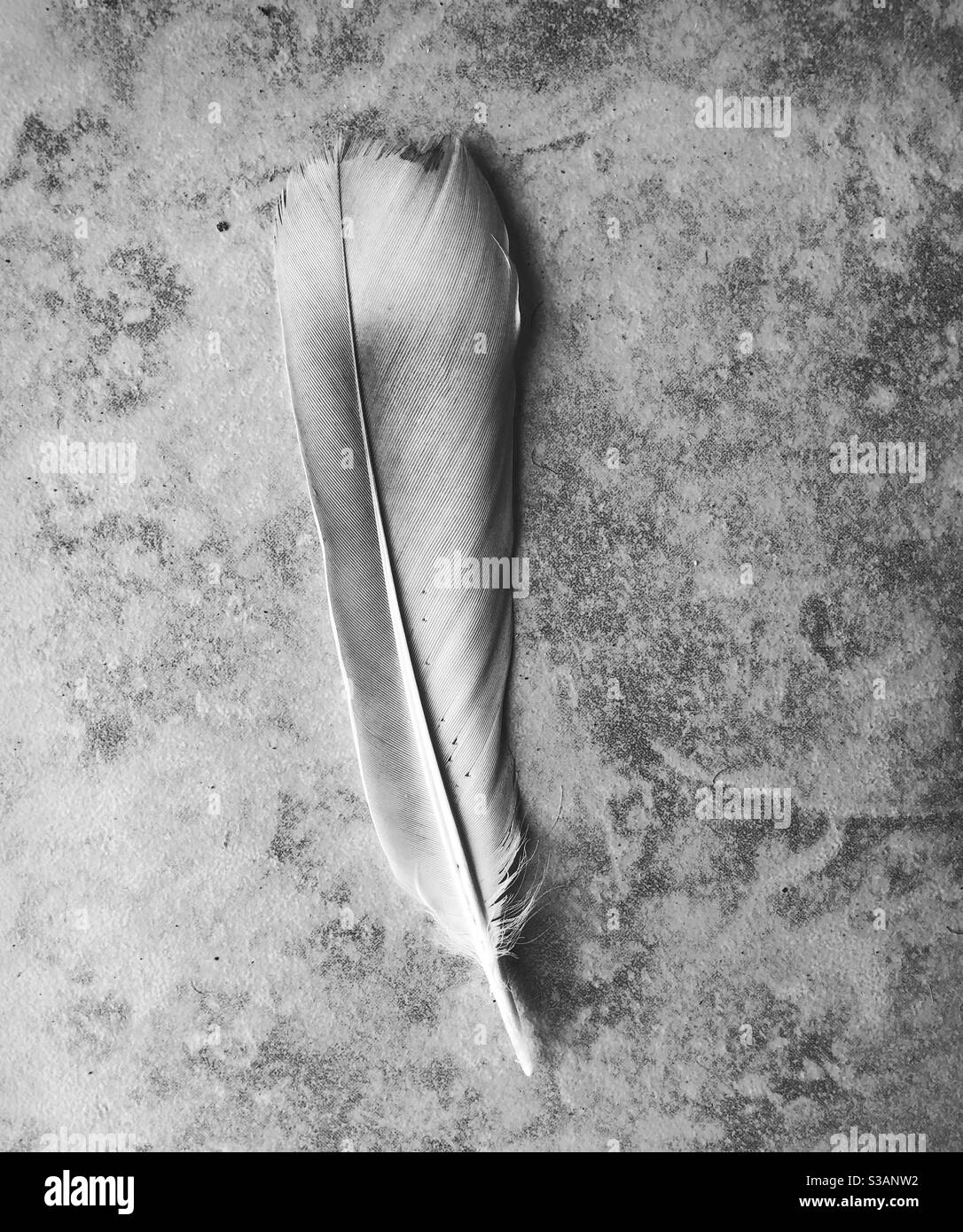 Wing quill hi-res stock photography and images - Alamy