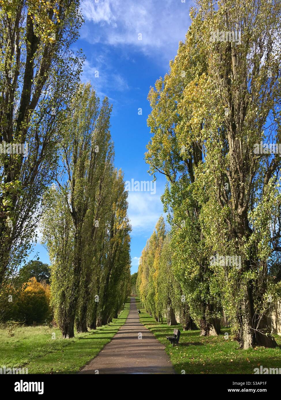 Avenue of tall trees hi-res stock photography and images - Alamy