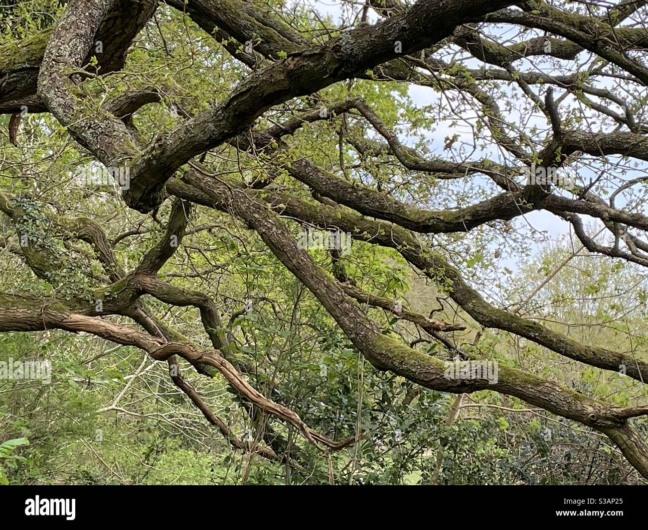 Kenley green hi-res stock photography and images - Alamy