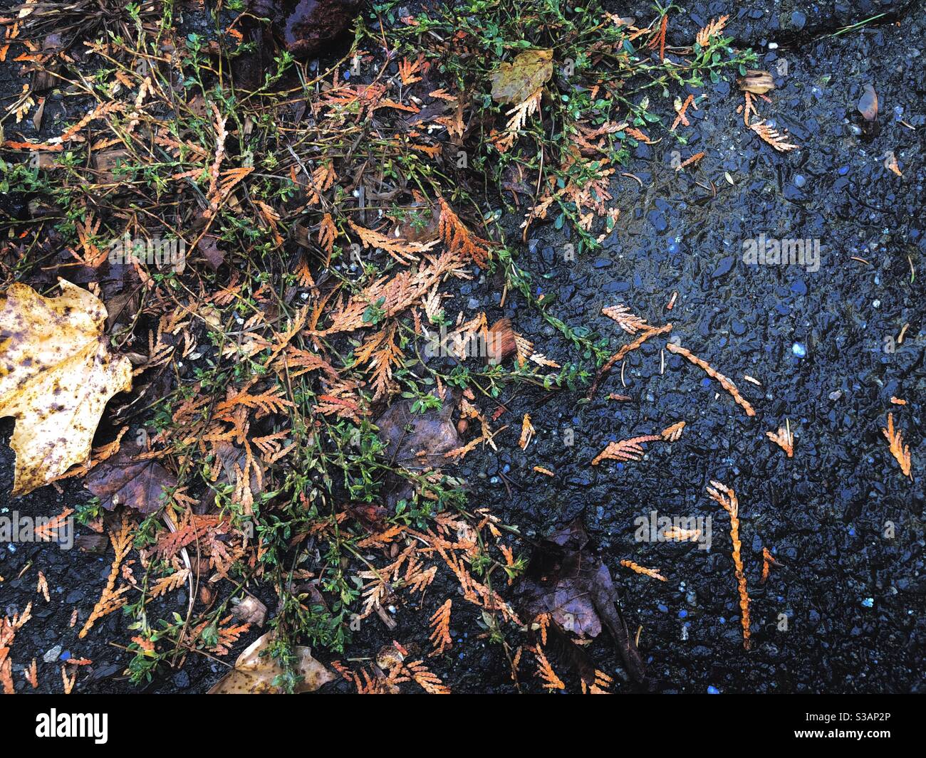 Plant growing out of cracks in pavement with fallen autumn leaves.on ...