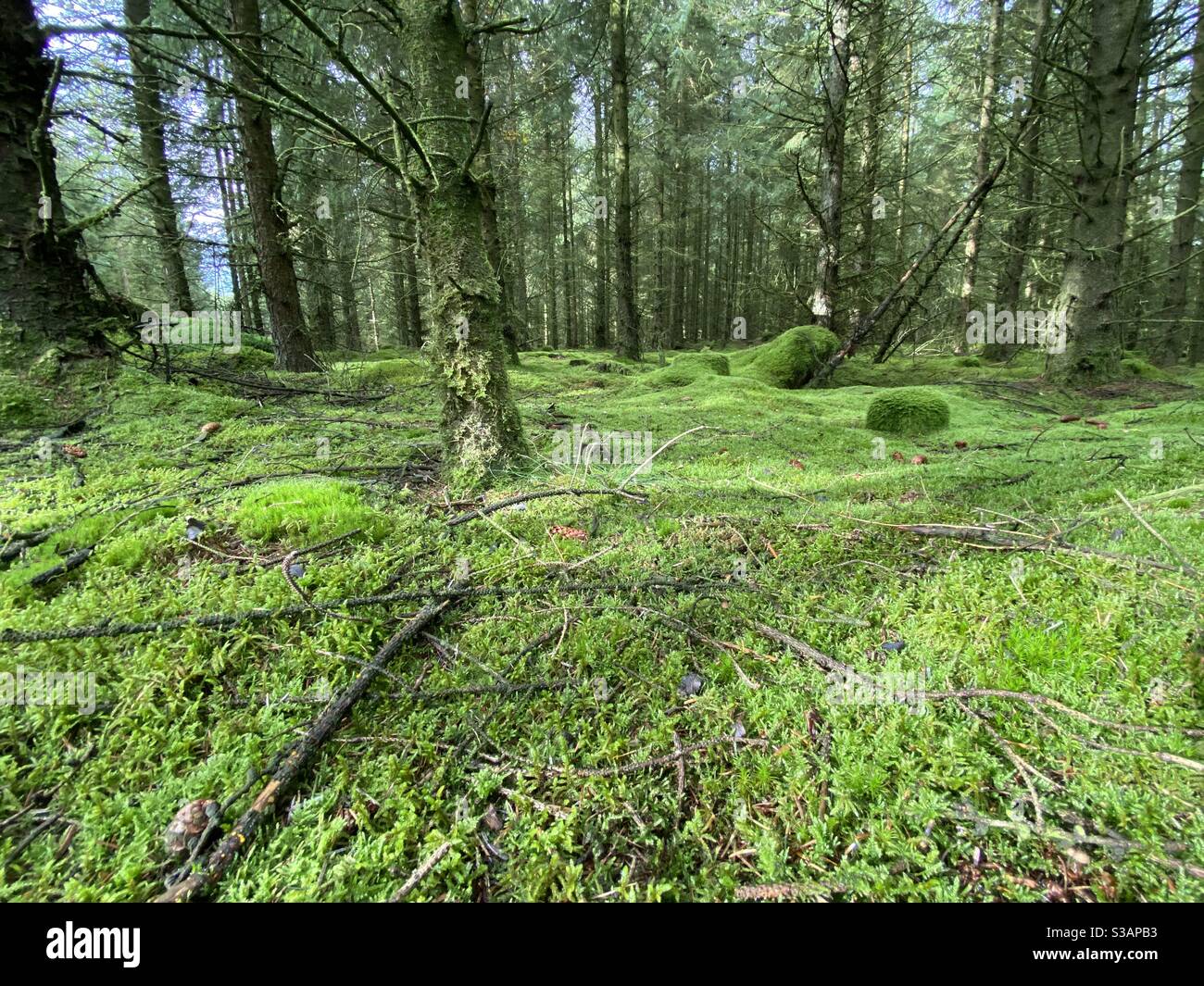Green forrest moss hi-res stock photography and images - Alamy
