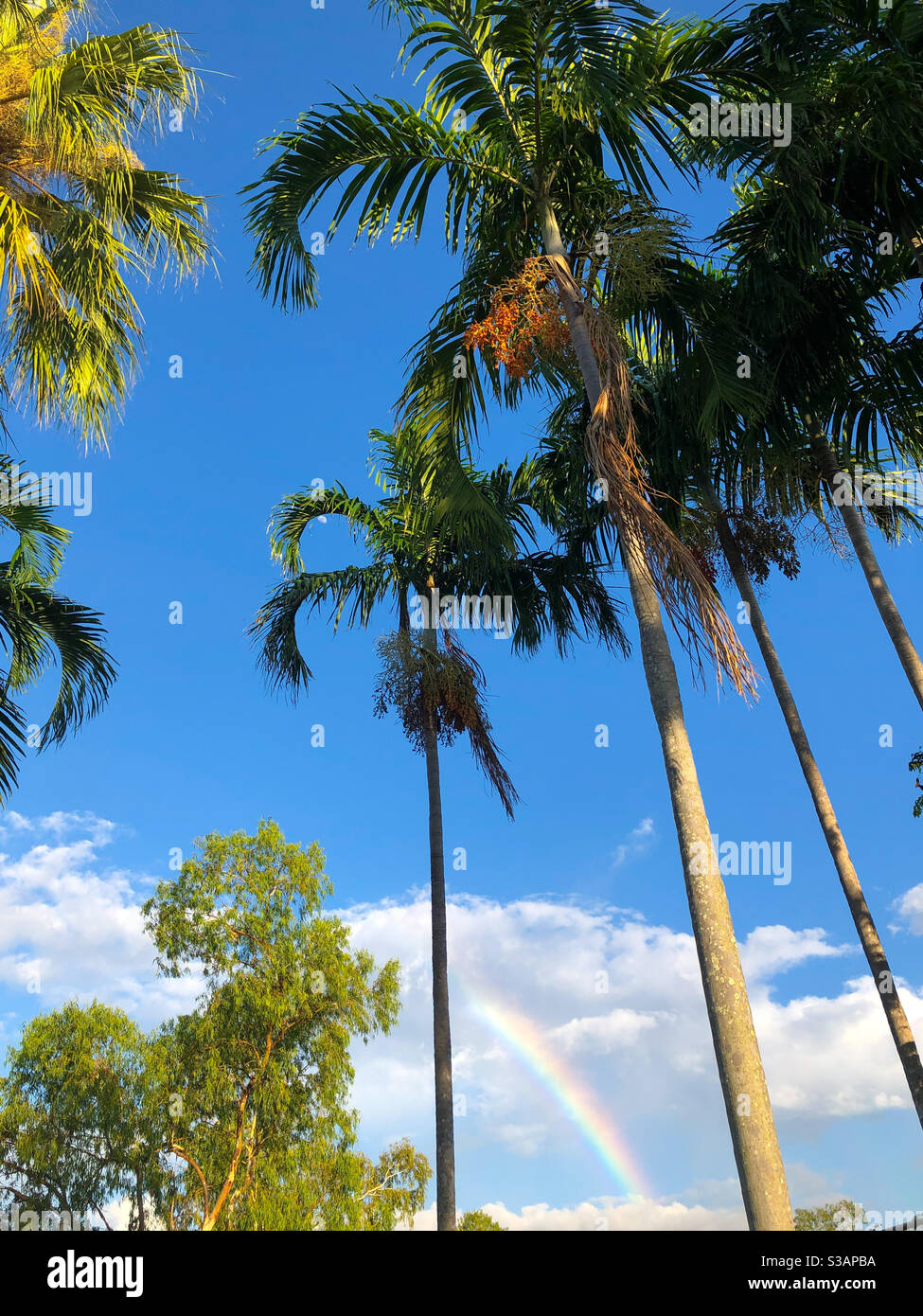 Rainbow with palm trees hi-res stock photography and images - Alamy