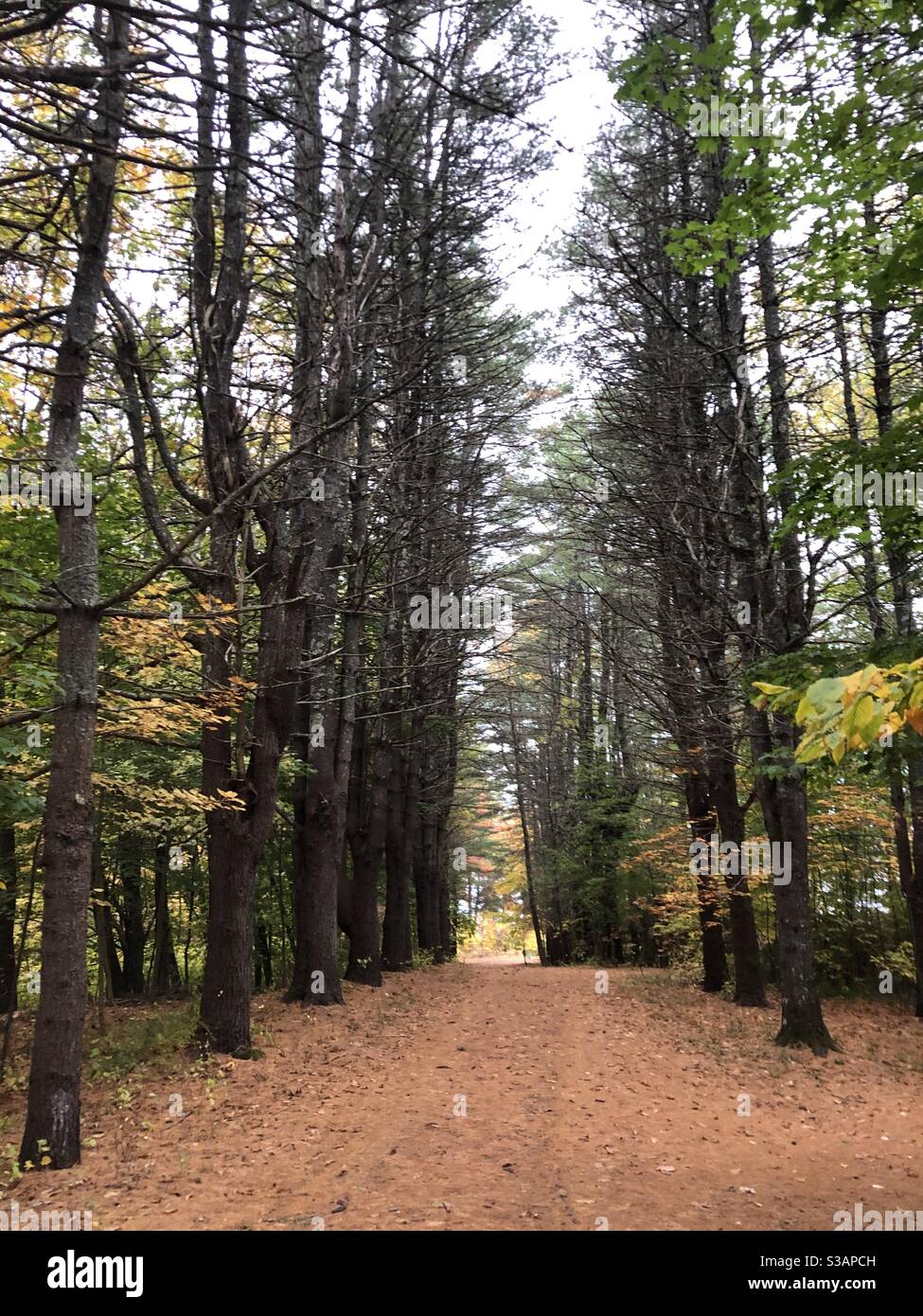 Aligned Trees High Resolution Stock Photography and Images - Alamy
