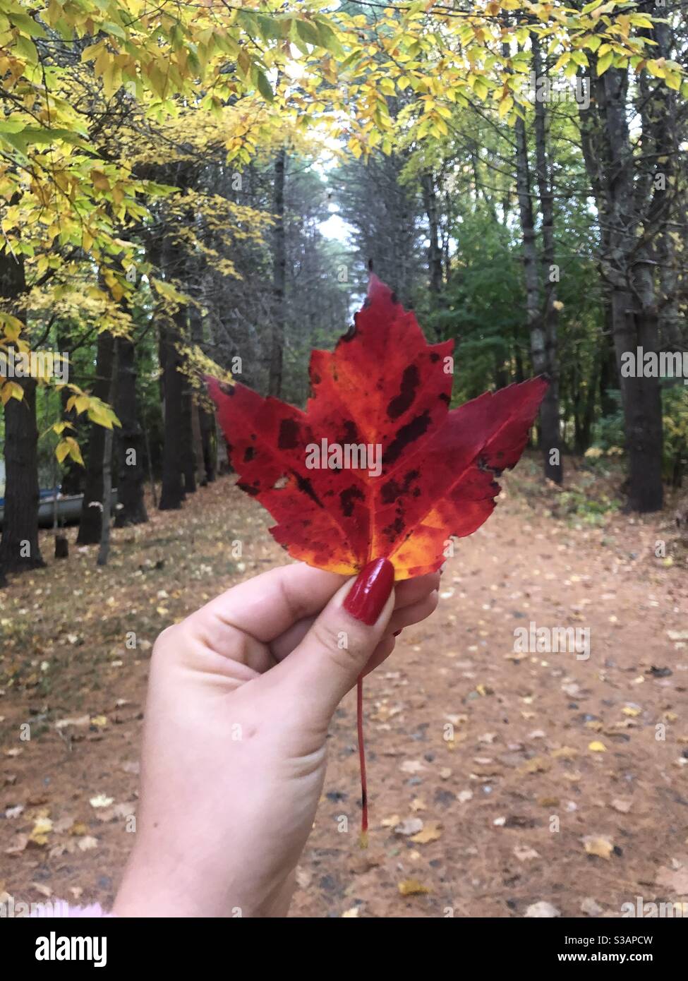 Red leaf trees hi-res stock photography and images - Alamy