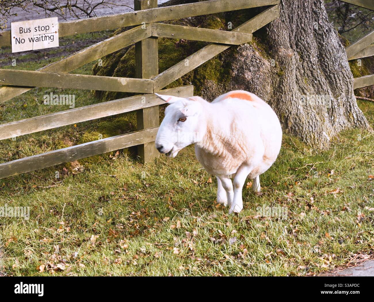 Stop sheep hi-res stock photography and images - Alamy