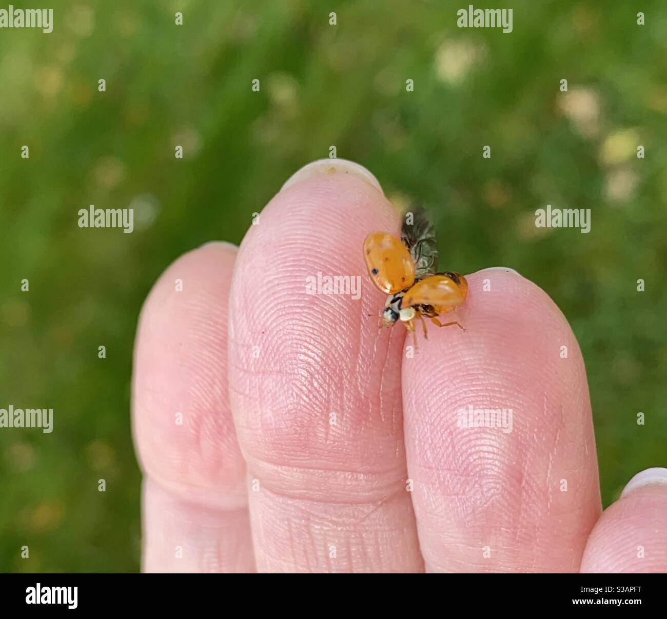 Bug on tip toe! Stock Photo - Alamy
