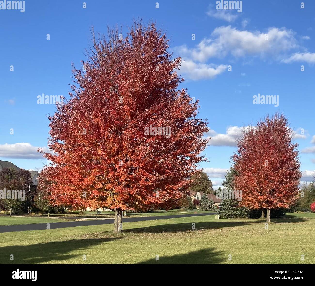 Two red maples in fall hi-res stock photography and images - Alamy