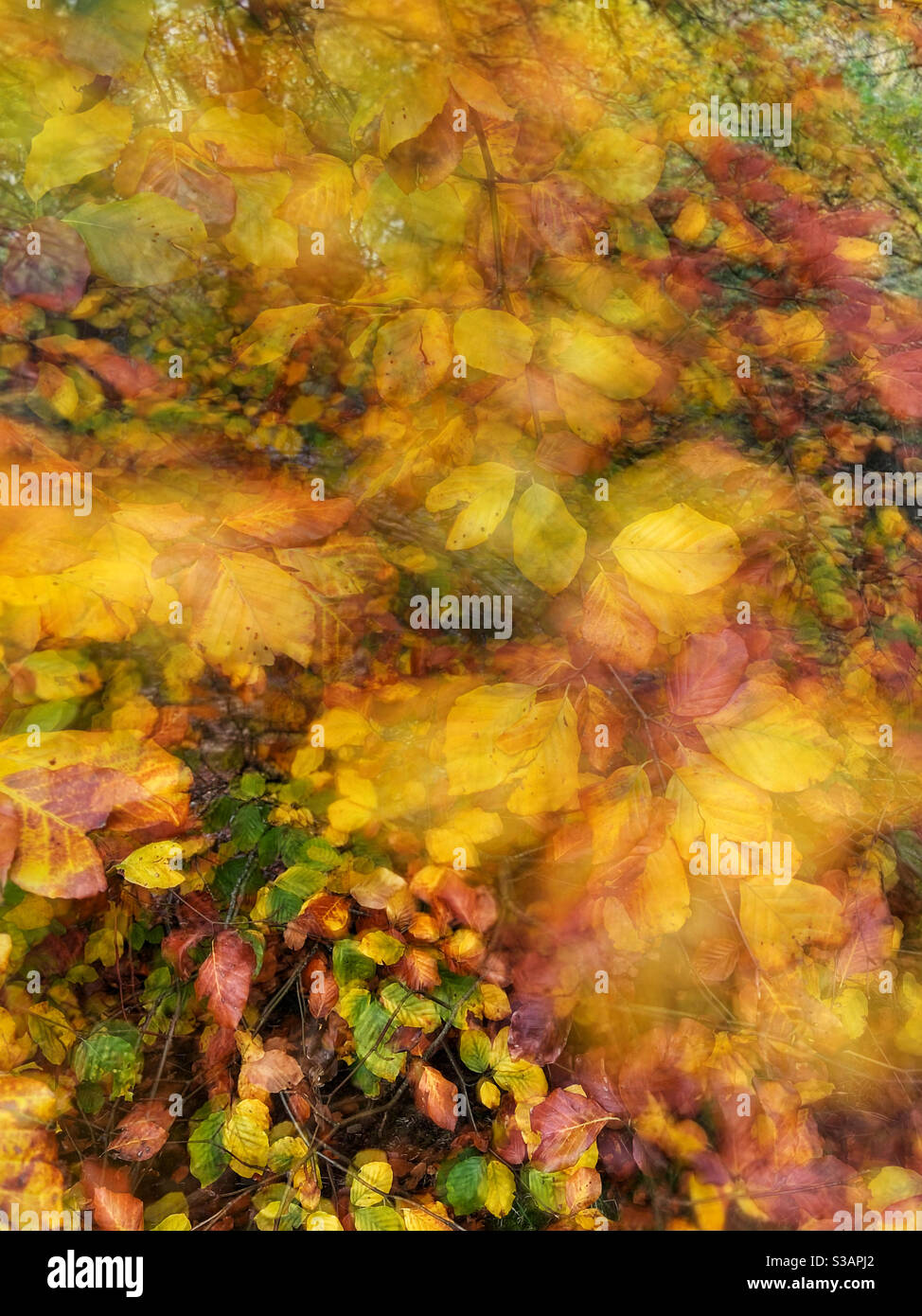 Autumn leaves abstract Stock Photo - Alamy
