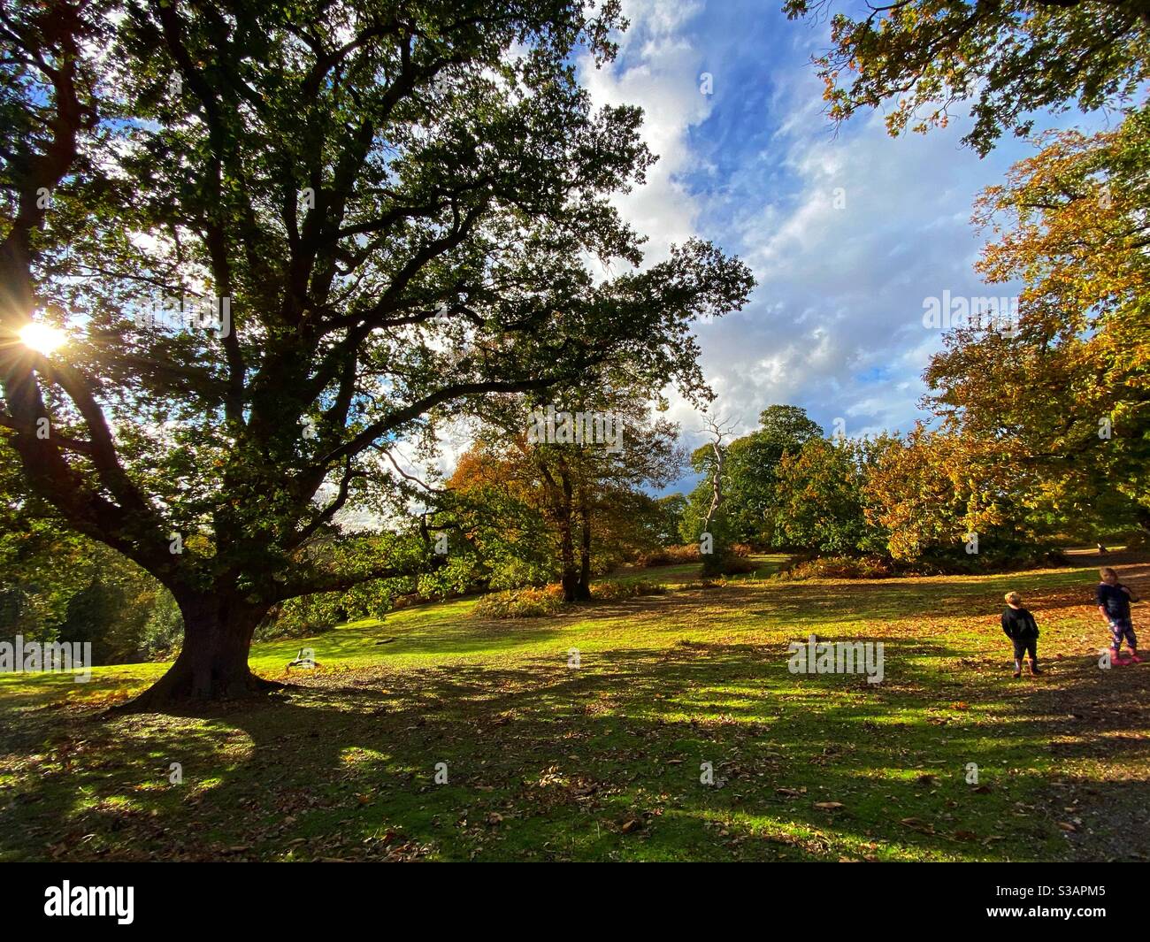 Autumn park scene in uk Stock Photo - Alamy