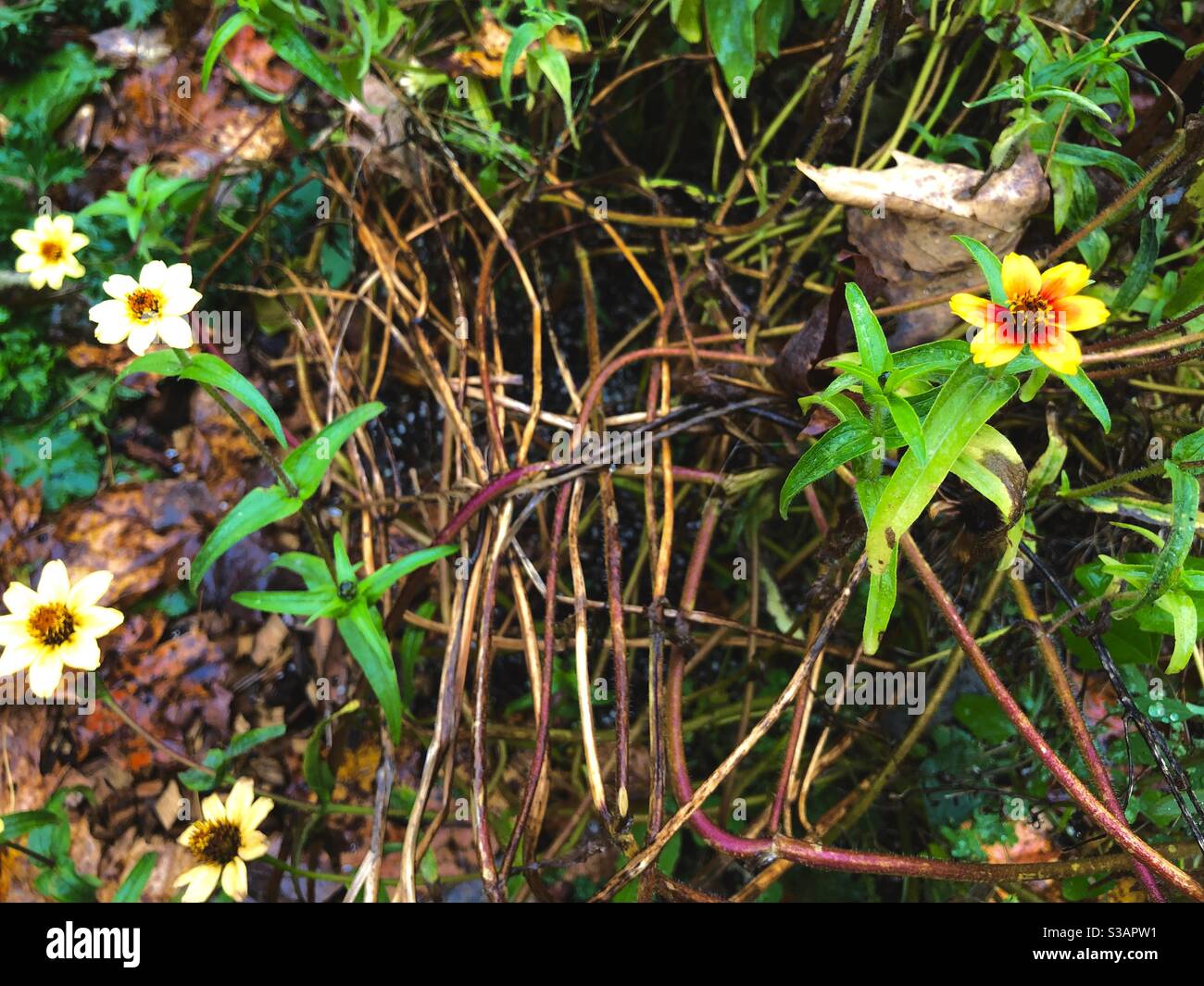 Yellow roots hi-res stock photography and images - Alamy