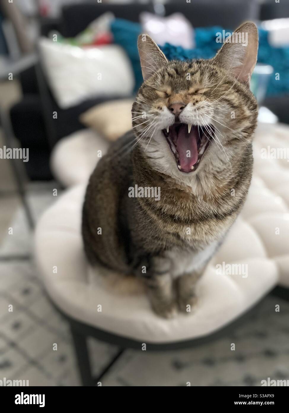 Yawning kitty hi-res stock photography and images - Alamy