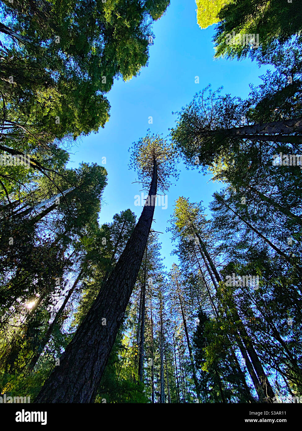 View looking up in a pine forest Stock Photo - Alamy