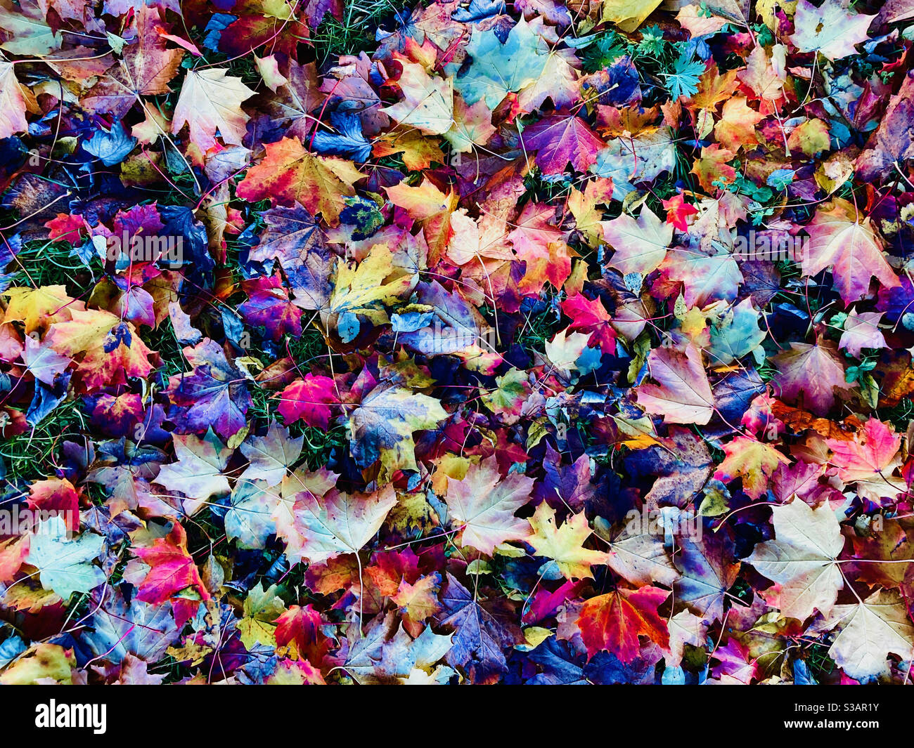 Autumn colours / fall colors Stock Photo - Alamy